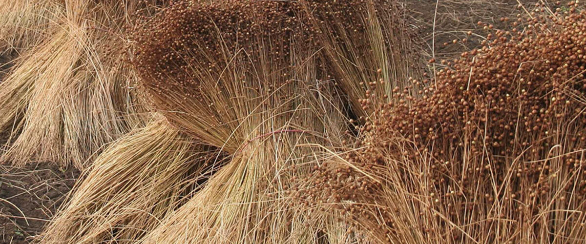 Le lin, la matière naturelle par excellence - Modames